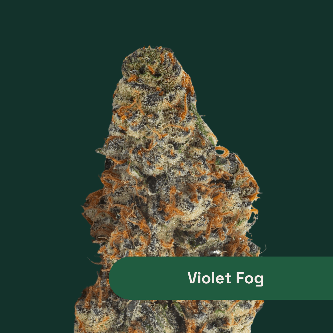 Explore The Botanist | Violet Fog Cannabis Strain by The Botanist