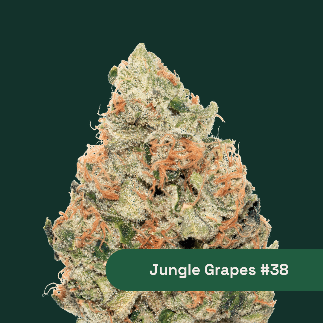 Explore The Botanist | Jungle Grapes Cannabis Strain by The Botanist