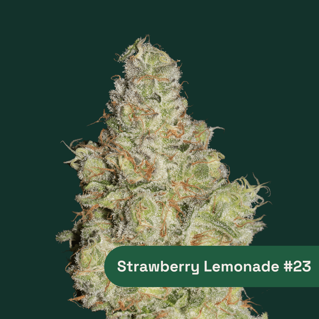 Explore The Botanist | Strawberry Lemonade #23 Cannabis Strain by The ...