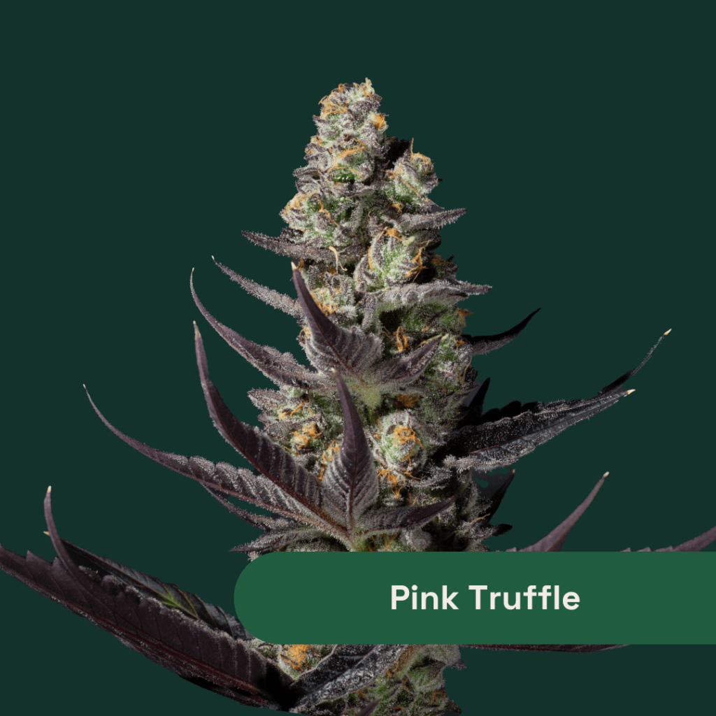 Explore The Botanist | Pink Truffle Cannabis Strain by The Botanist