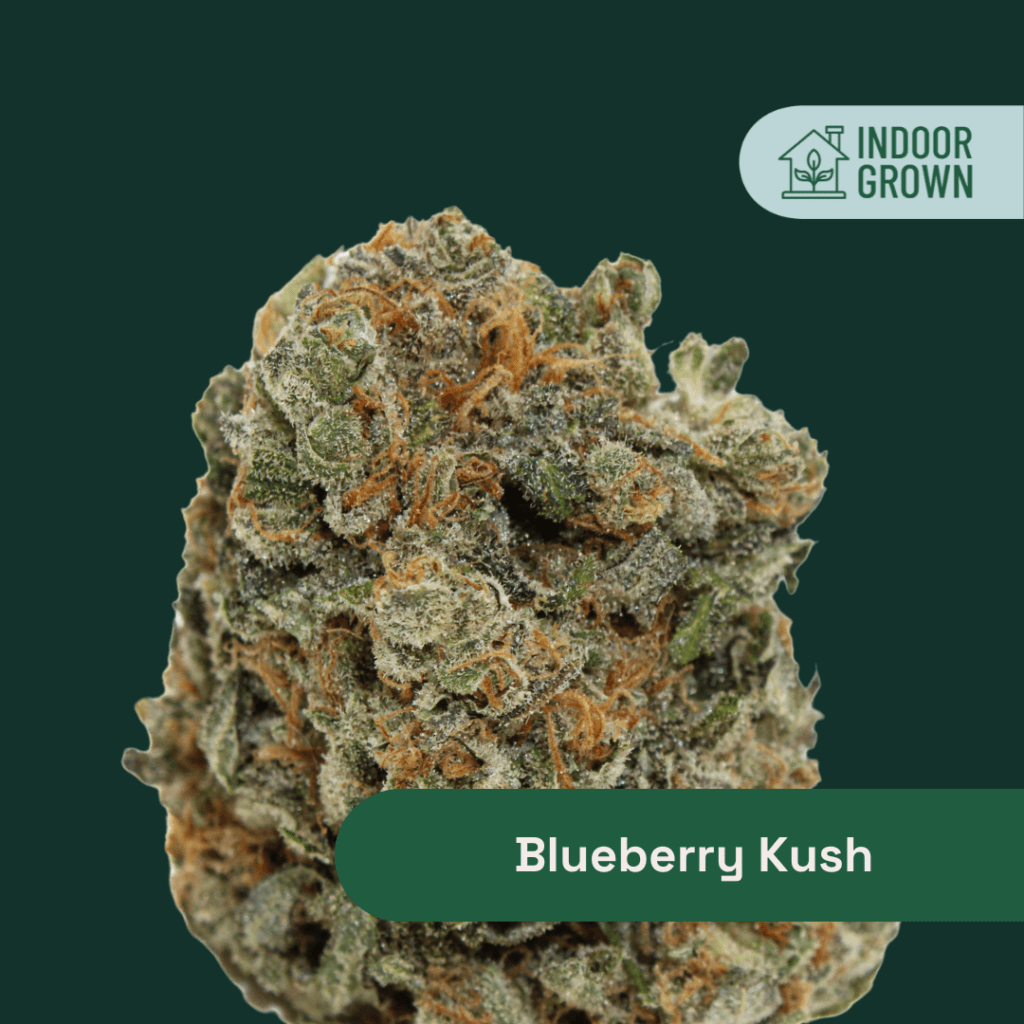 Explore The Botanist | Blueberry Kush Cannabis Strain by The Botanist