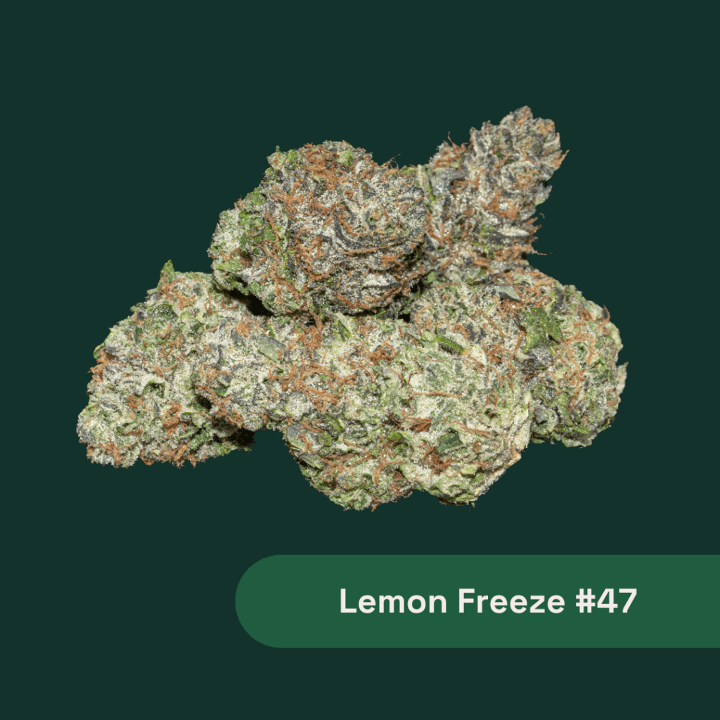 Explore The Botanist | Lemon Freeze Cannabis Strain by The Botanist