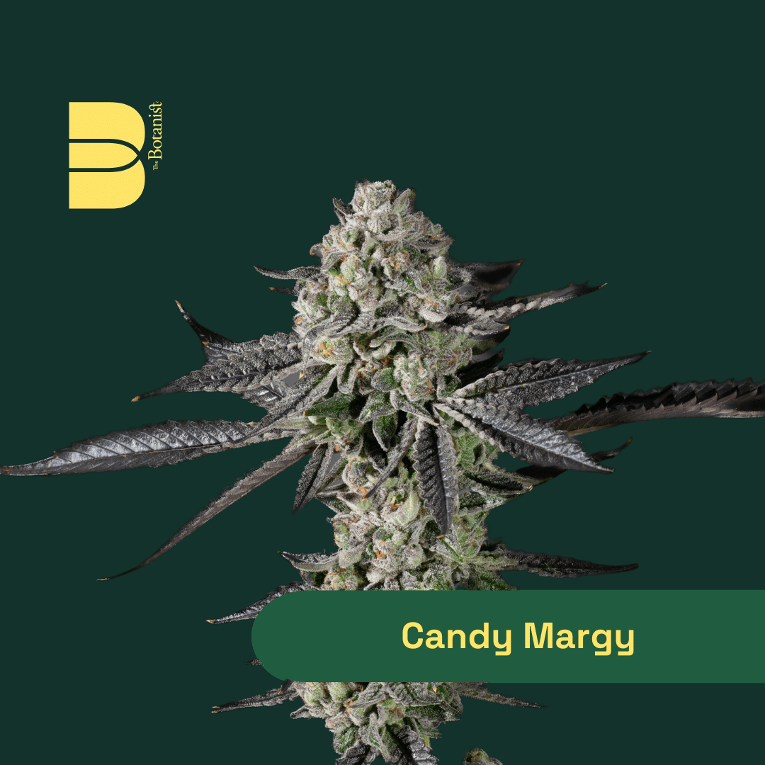 The Botanist Candy Margy Cannabis Strain By The Botanist