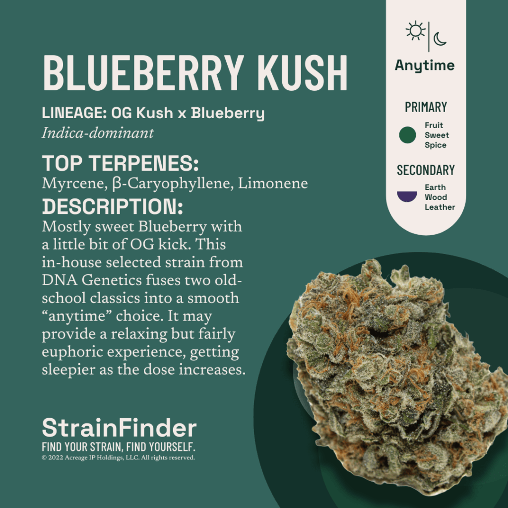 The Botanist | Blueberry Kush Terpenes: What Makes This Strain So Special?