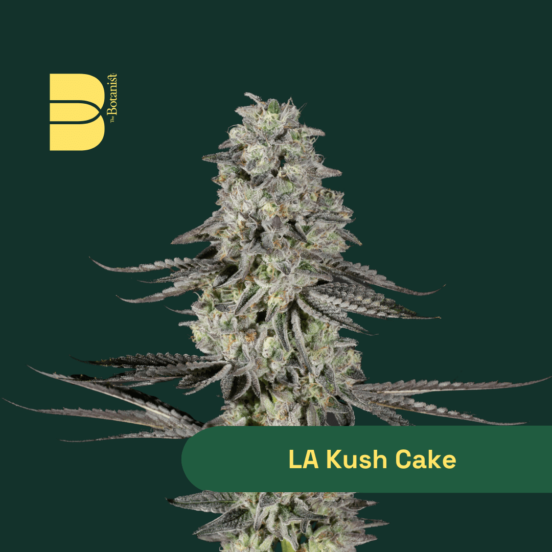 The Botanist La Kush Cake Cannabis Strain By The Botanist
