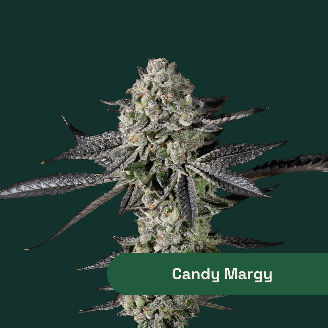 Explore The Botanist | Candy Margy Cannabis Strain by The Botanist