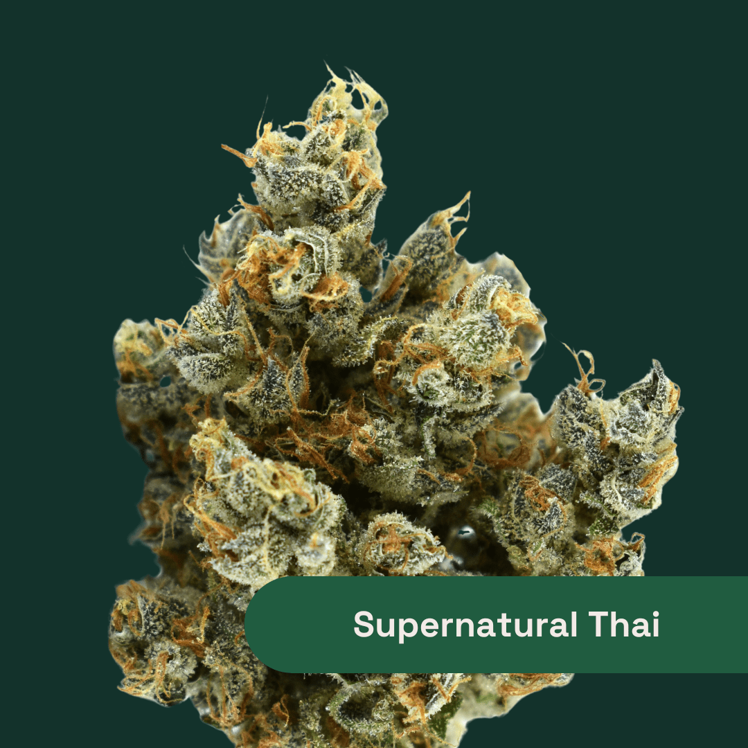 Explore The Botanist | Supernatural Thai Cannabis Strain by The Botanist
