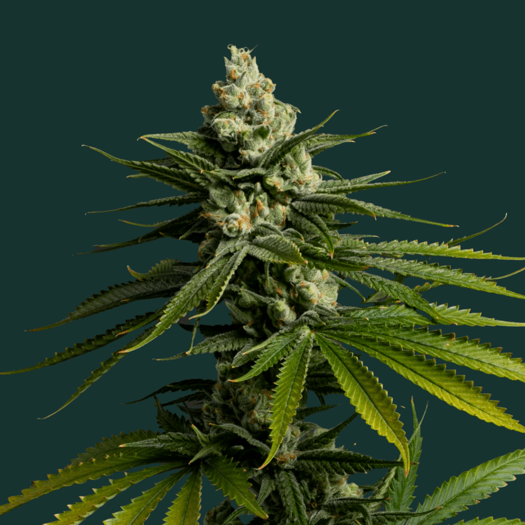 Explore Botanist | Anatomy of A Cannabis Plant - Explore Botanist