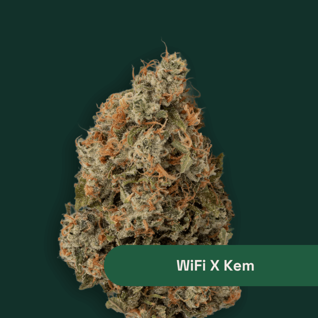 Explore The Botanist | Wifi x Kem Cannabis Strain by Botanist